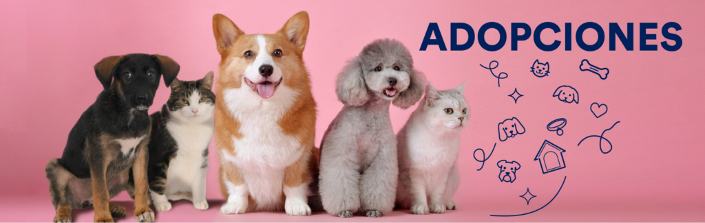 Adopciones archivos - Blog Petco México