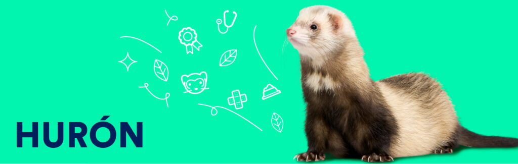 Hurón archivos - Blog Petco México
