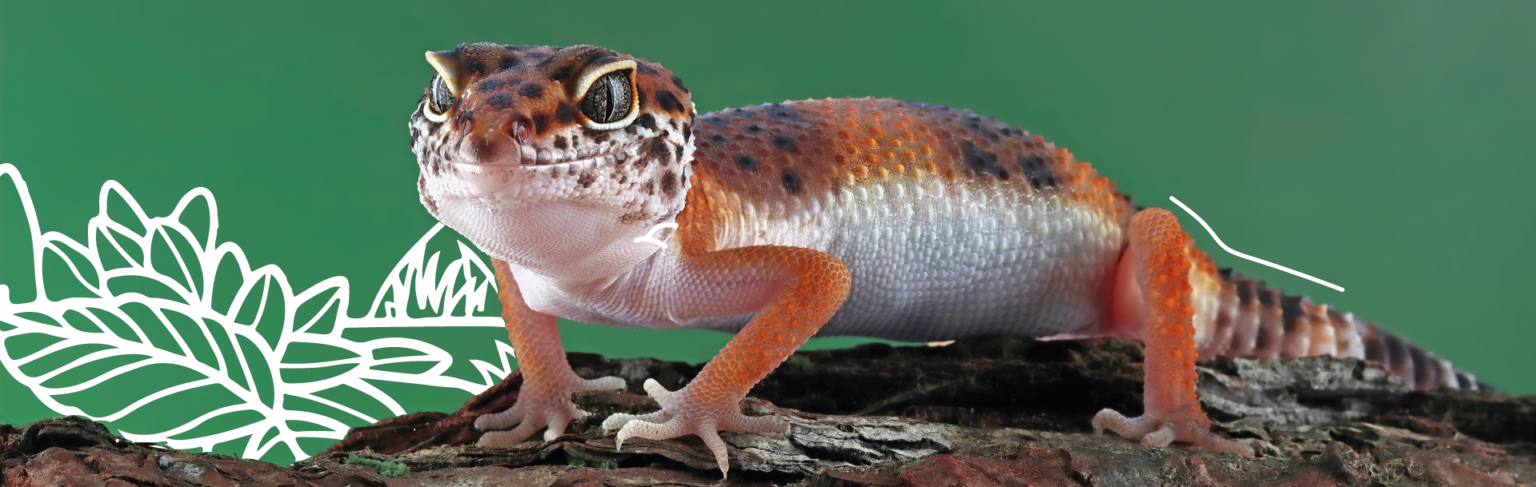 Todo lo que necesitas para tu nuevo reptil - Blog Petco México