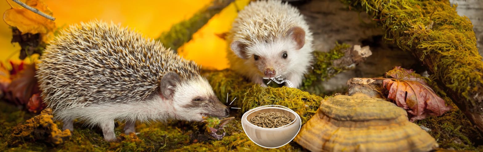 Todo lo que debes saber sobre los insectos como alimento - Blog Petco ...