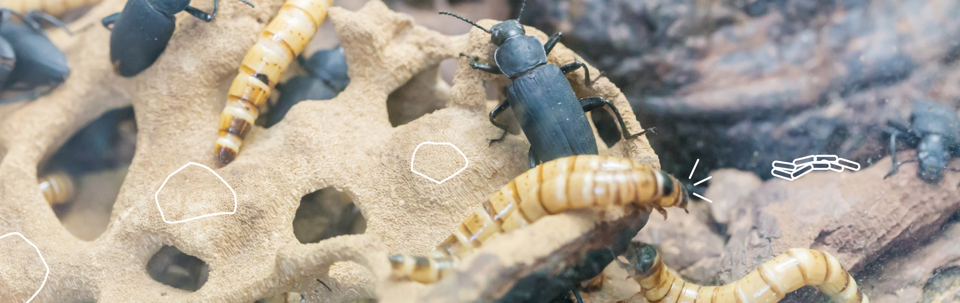 Todo lo que debes saber sobre los insectos como alimento - Blog Petco ...