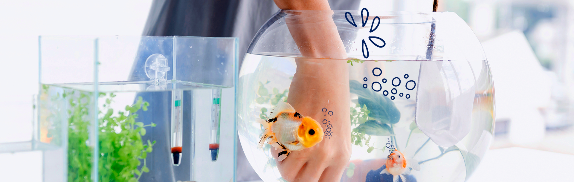 ¿Con qué debo alimentar a mis peces? - Blog Petco México