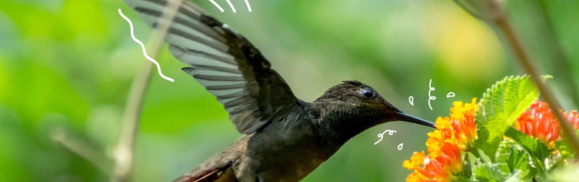 Conoce el néctar adecuado para los colibríes - Blog Petco México