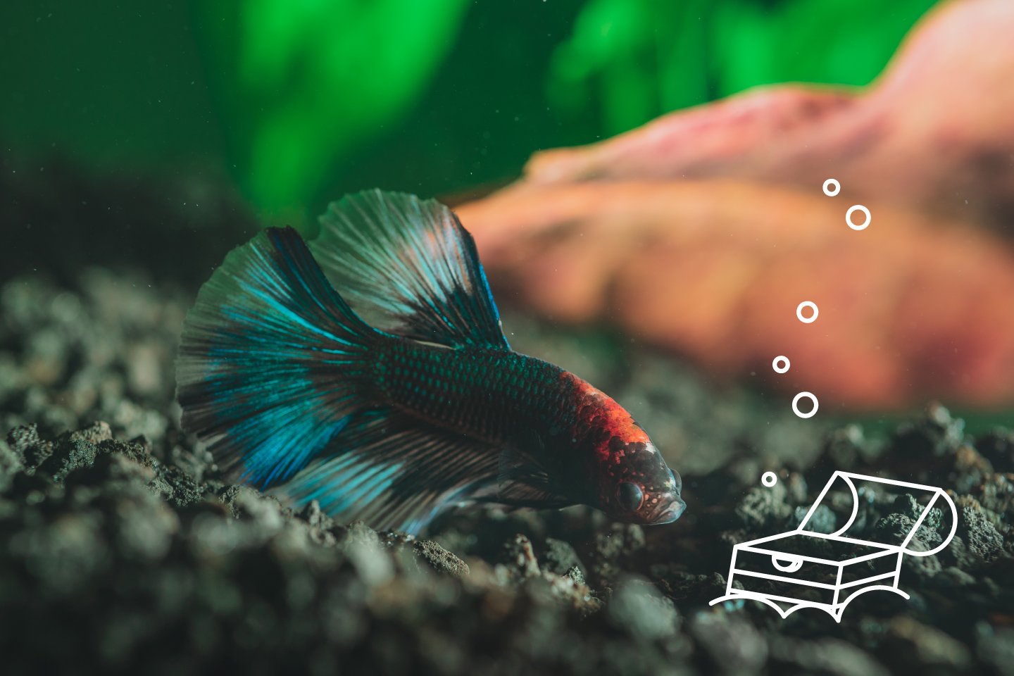 Pez Betta Cuidados: Descubre todo sobre él | Blog Petco MX