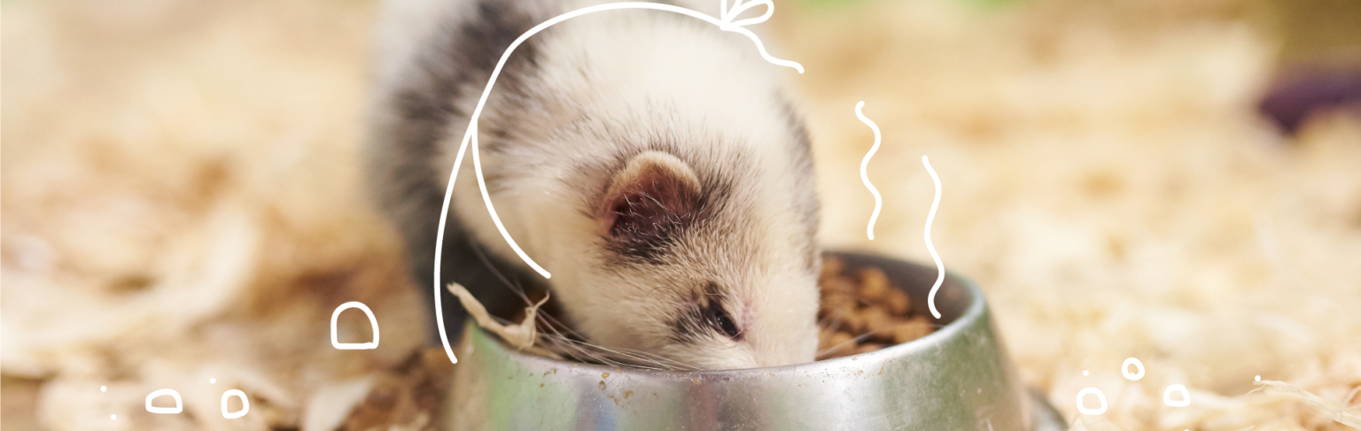 ¿Qué comen los Hurones? | Blog Petco MX