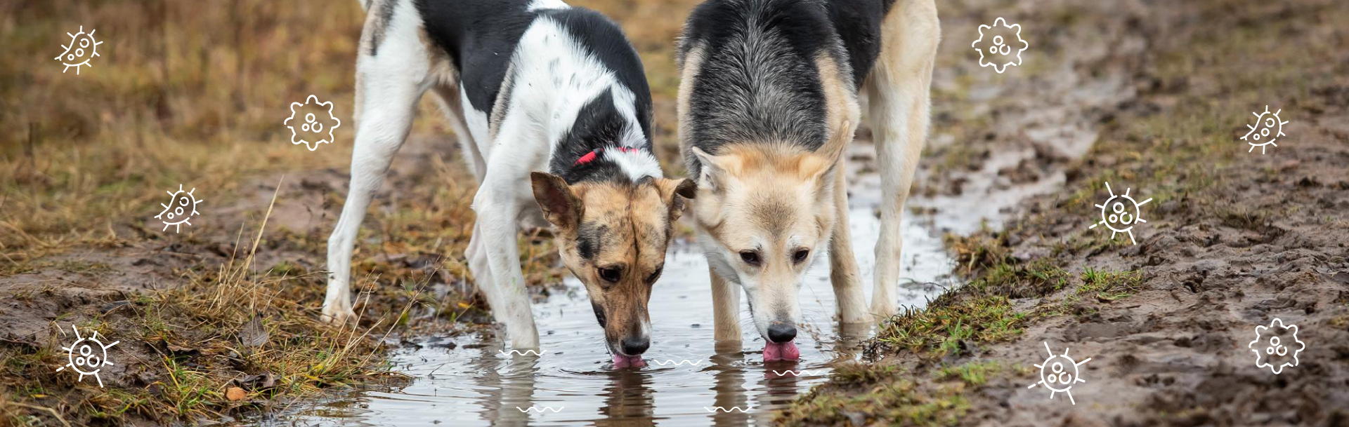 Guía para interpretar las heces de perro | Blog Petco MX