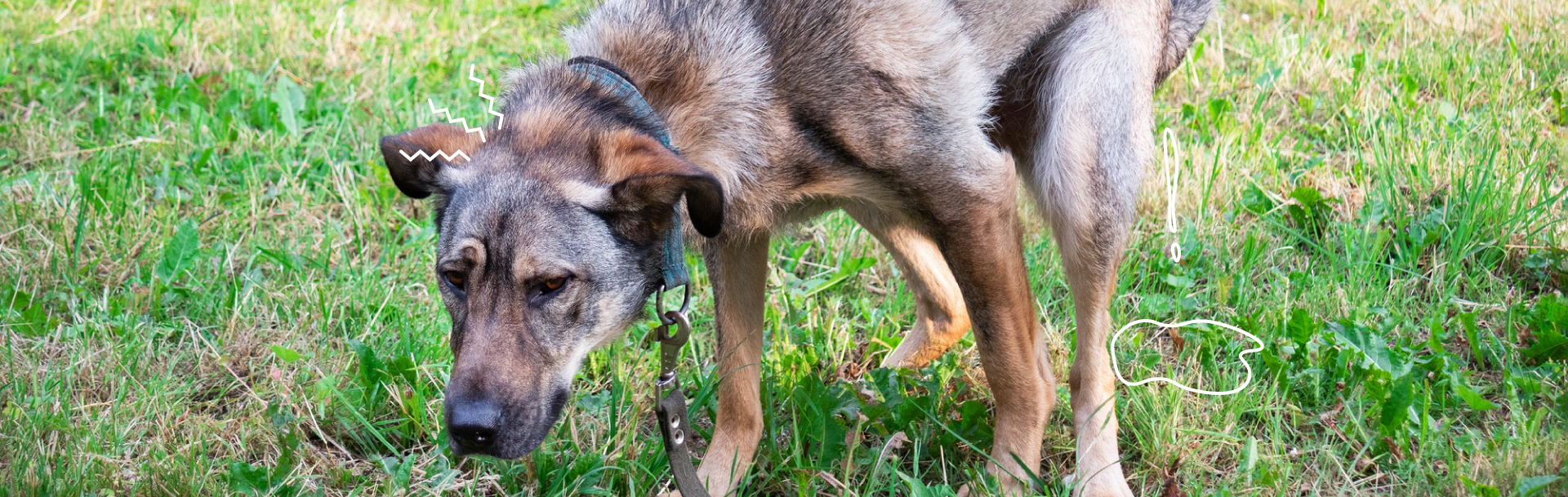 Guía para interpretar las heces de perro | Blog Petco MX