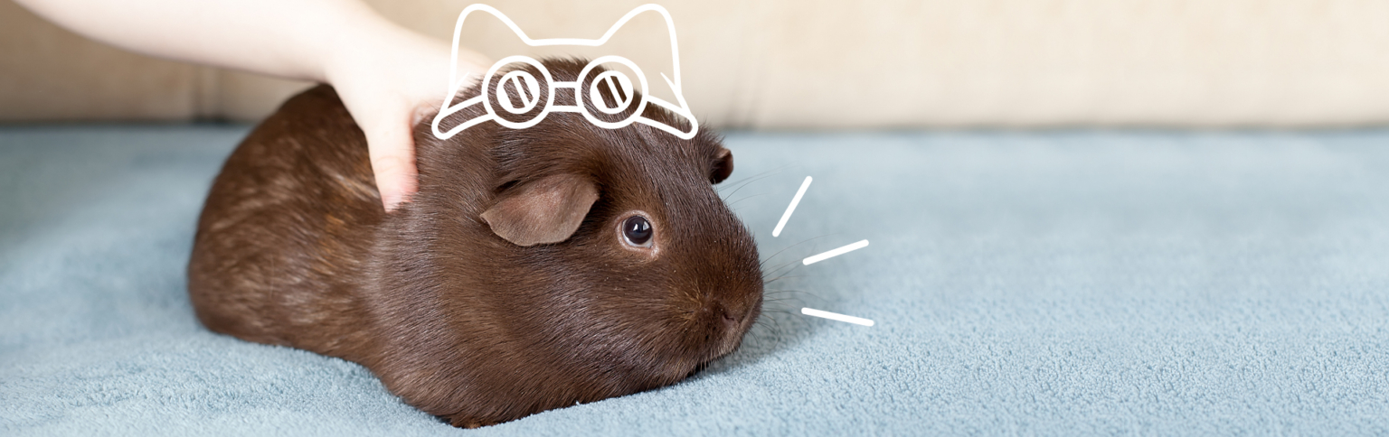 Todo lo que necesitas saber sobre tu Cuyo | Blog Petco MX