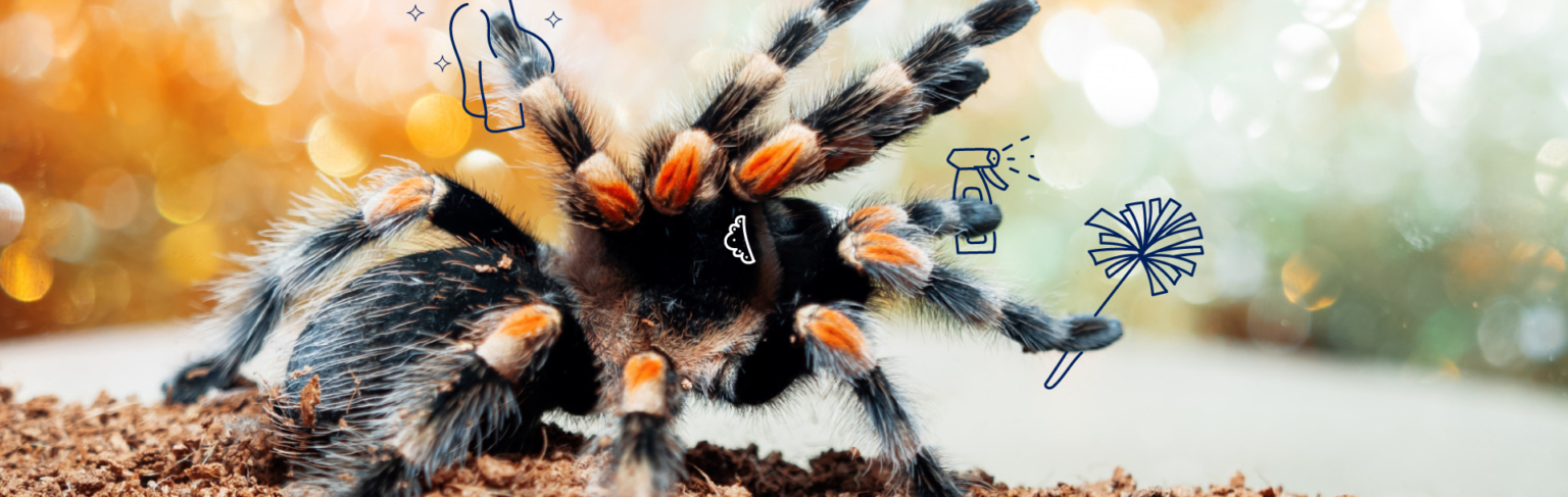 Guía sobre el cuidado de la tarántula terrestre | Blog Petco MX