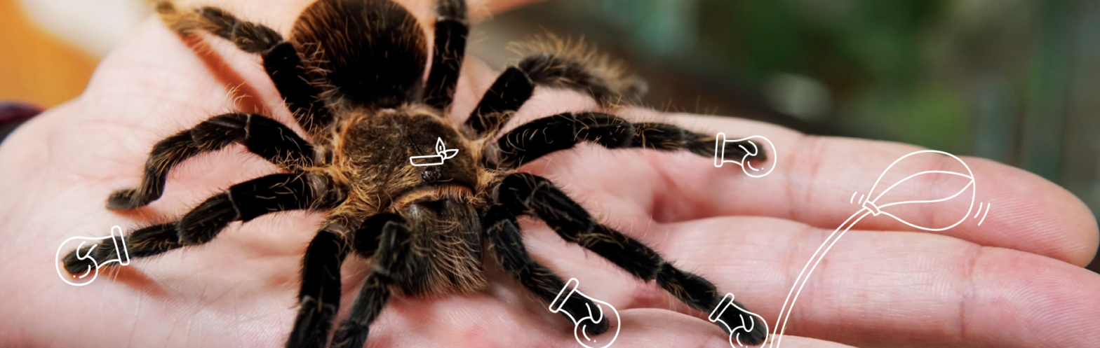 Guía sobre el cuidado de la tarántula terrestre | Blog Petco MX
