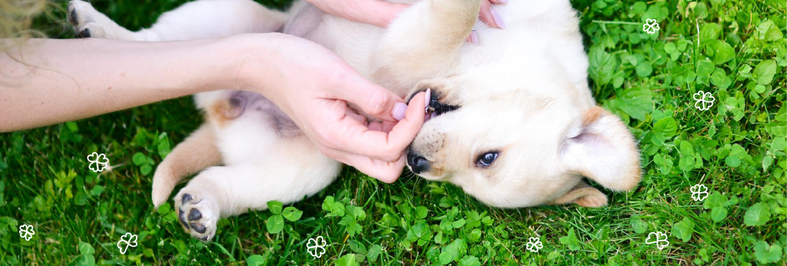 Guía completa del Perro Labrador Retriever | Blog Petco MX