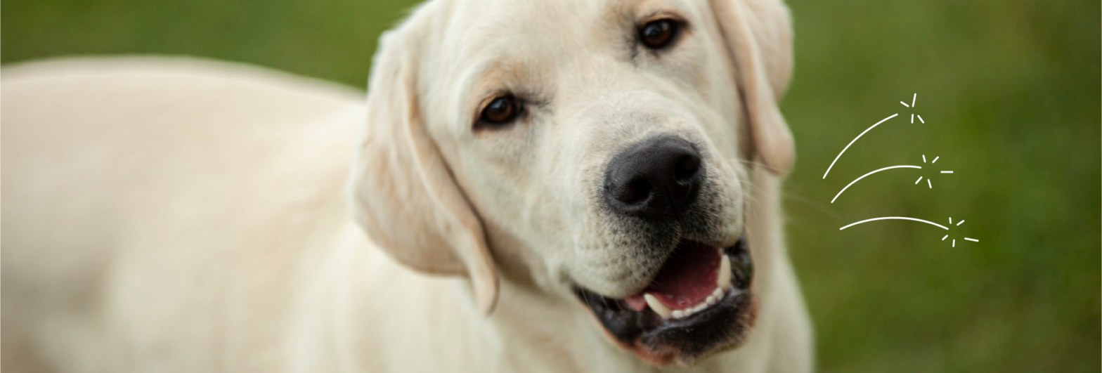 Guía completa del Perro Labrador Retriever | Blog Petco MX