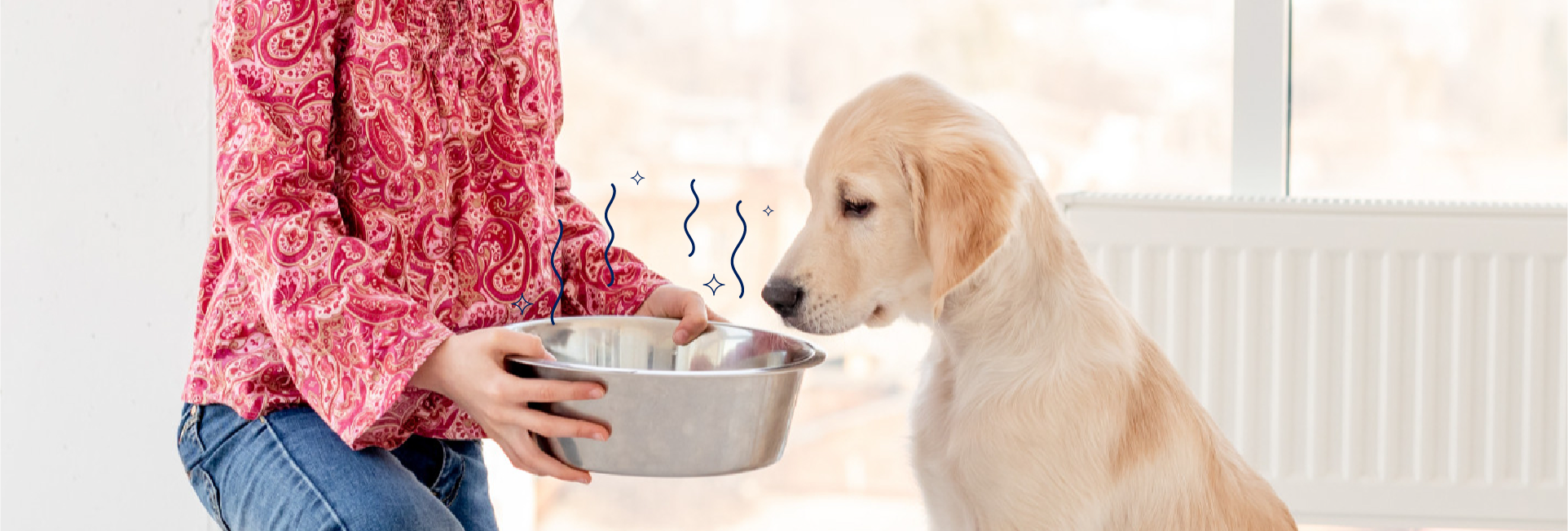 Guía completa del Perro Labrador Retriever | Blog Petco MX