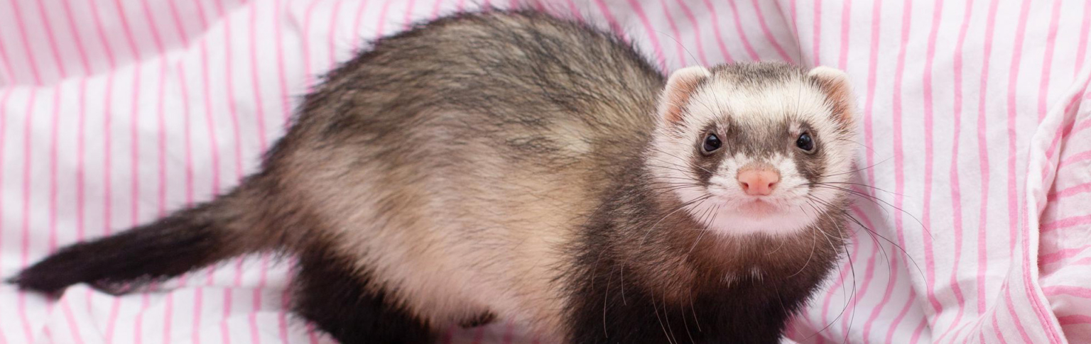 Guía de cuidado de un Hurón | Blog Petco MX