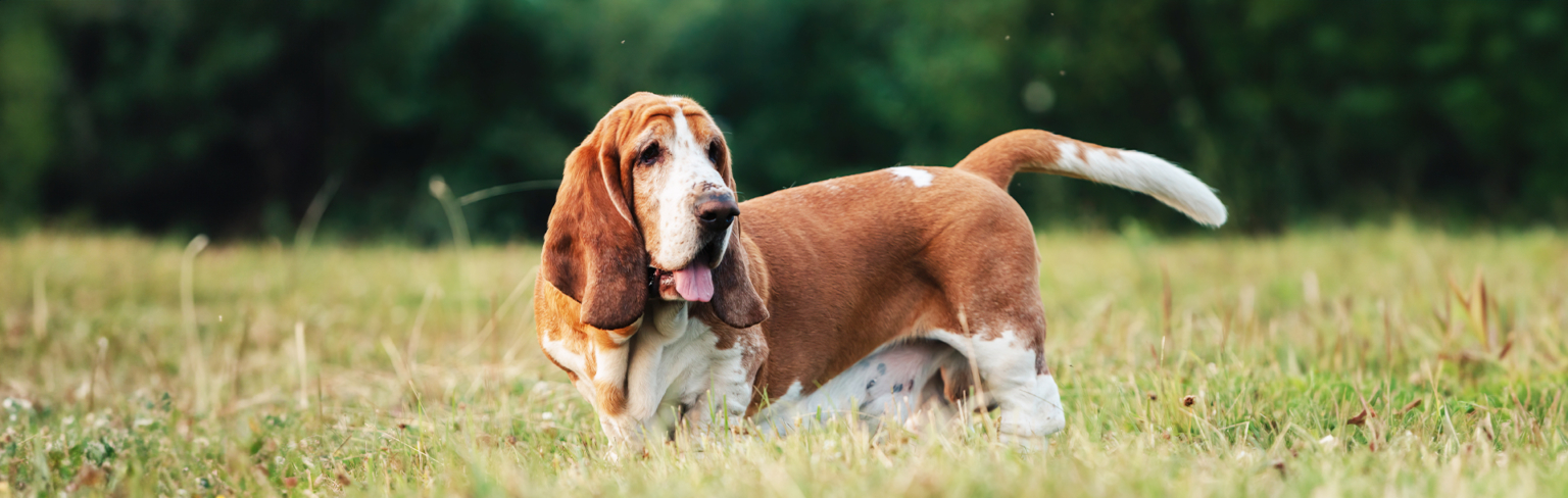 Conoce todo sobre los Basset hounds | Blog Petco MX